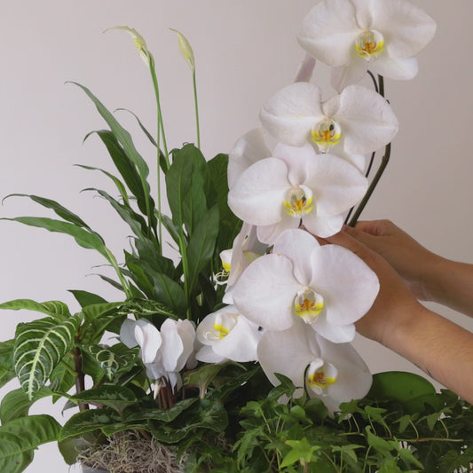 Robert Bellerose | Avis de décès | Yves Légaré